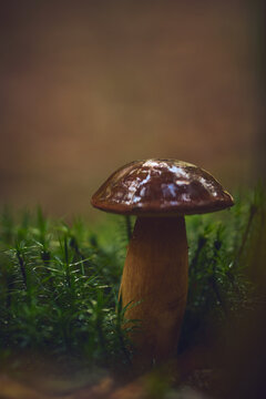 Maronenpilz Bilder – Durchsuchen 3,687 Archivfotos, Vektorgrafiken und ...