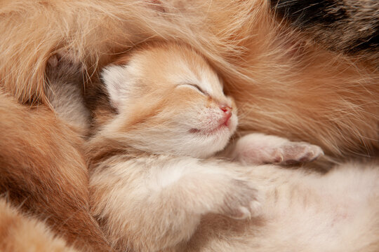 "Golden Shaded" Bilder – Durchsuchen 164 Archivfotos, Vektorgrafiken ...