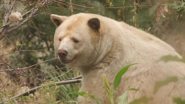 "Kermode Bear" Images – Browse 225 Stock Photos, Vectors, and Video ...