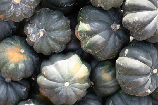 Upo Bilder – Durchsuchen 31,884 Archivfotos, Vektorgrafiken und Videos ...