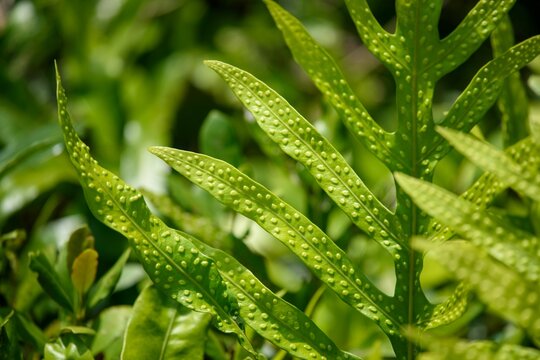 「Lauae」の写真素材 | 271件の無料イラスト画像 | Adobe Stock