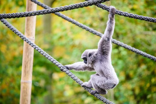 Gibbon Walking