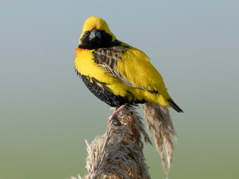 รูปภาพGranivore – เลือกดูภาพถ่ายสต็อก เวกเตอร์ และวิดีโอ2,308 | Adobe Stock