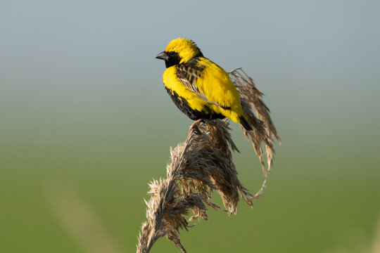 รูปภาพGranivore – เลือกดูภาพถ่ายสต็อก เวกเตอร์ และวิดีโอ2,308 | Adobe Stock