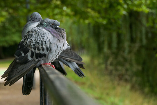 Piegon Images – Browse 354 Stock Photos, Vectors, and Video | Adobe Stock