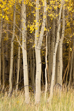 "Trembling Aspen" Images – Browse 3,177 Stock Photos, Vectors, and ...
