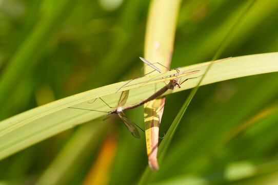 Schnacke Bilder – Durchsuchen 6,308 Archivfotos, Vektorgrafiken und ...