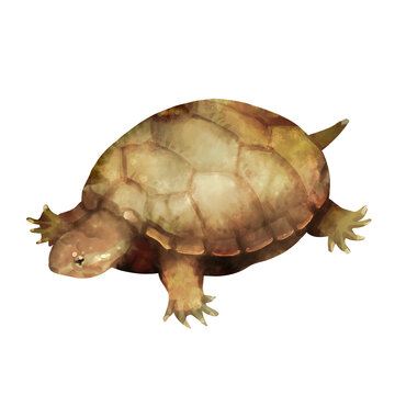 Imágenes de Testudines: descubre bancos de fotos, ilustraciones ...