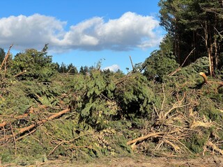 Obraz na płótnie Bizon , Polski Bizon , Bizon w Polsce , Bizon ...