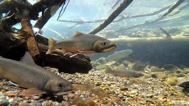 Pirania Images – Browse 330 Stock Photos, Vectors, and Video | Adobe Stock