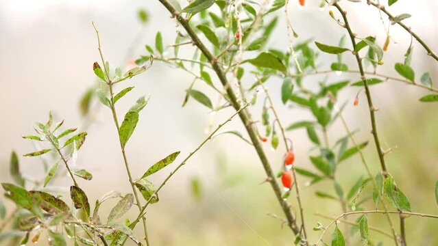 Mede 이미지 – 찾아보기 388 스톡 사진, 벡터 및 비디오 | Adobe Stock
