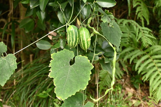 รูปภาพChichinga – เลือกดูภาพถ่ายสต็อก เวกเตอร์ และวิดีโอ885 | Adobe Stock