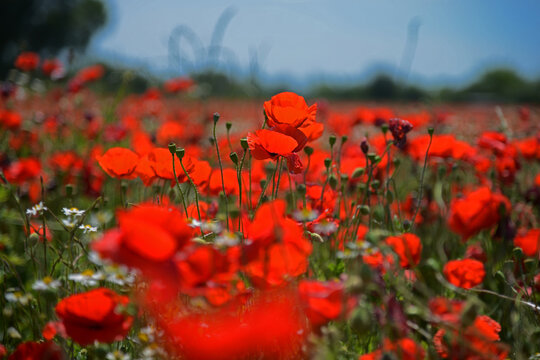 Papero bilder – Bläddra bland 297 stockfoton, vektorer och videor ...