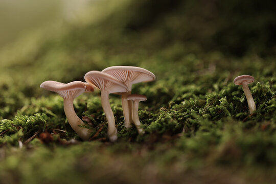 รูปภาพGiftpilz – เลือกดูภาพถ่ายสต็อก เวกเตอร์ และวิดีโอ14,265 | Adobe Stock