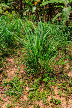 รูปภาพ"Fever Grass" – เลือกดูภาพถ่ายสต็อก เวกเตอร์ และวิดีโอ78 | Adobe ...