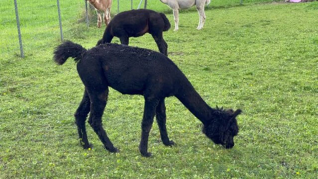 K4 Bilder – Durchsuchen 303 Archivfotos, Vektorgrafiken und Videos ...