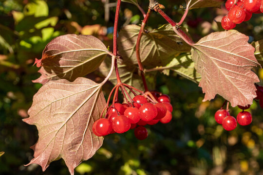 Kalyna Images – Browse 329 Stock Photos, Vectors, and Video | Adobe Stock