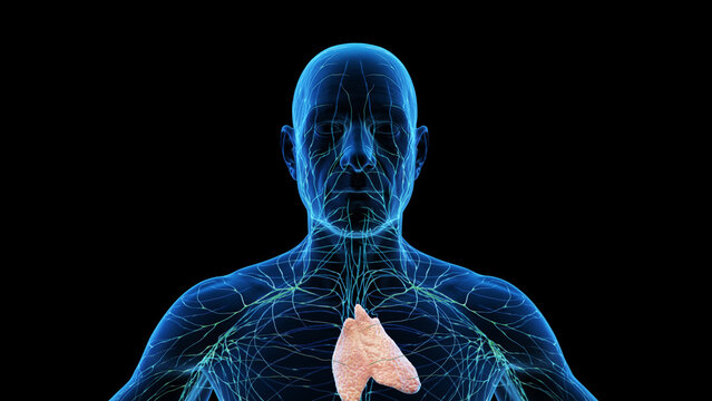 Lymphen Bilder – Durchsuchen 18,358 Archivfotos, Vektorgrafiken und ...