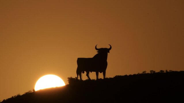 "Osborne Stier" Bilder – Durchsuchen 85 Archivfotos, Vektorgrafiken und ...