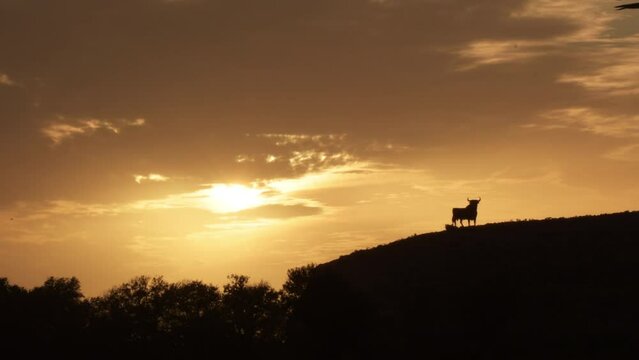 "Osborne Stier" Bilder – Durchsuchen 85 Archivfotos, Vektorgrafiken und ...