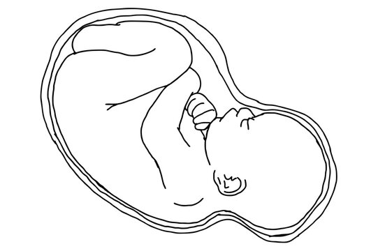 Fetus In Womb Drawing