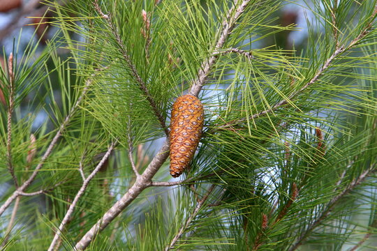 "Lebanon Cedar" Images – Browse 1,651 Stock Photos, Vectors, and Video ...