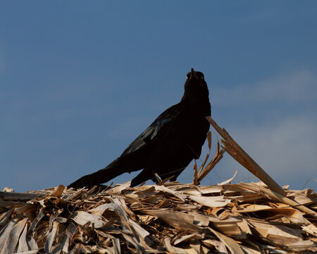 Imágenes de Zanate: descubre bancos de fotos, ilustraciones, vectores y ...