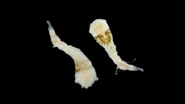 รูปภาพHydromedusa – เลือกดูภาพถ่ายสต็อก เวกเตอร์ และวิดีโอ127 | Adobe Stock