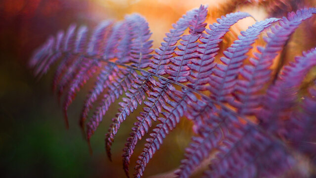 รูปภาพPyromane – เลือกดูภาพถ่ายสต็อก เวกเตอร์ และวิดีโอ427 | Adobe Stock