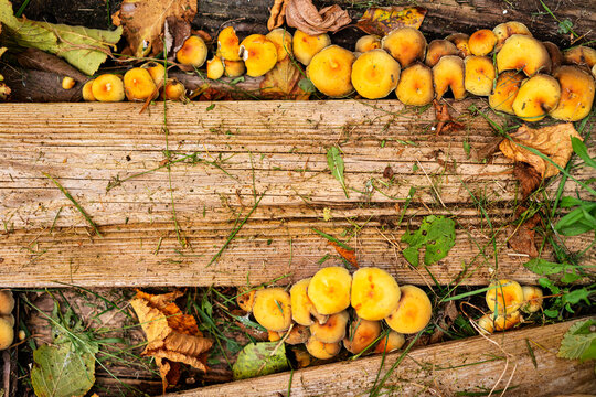 "Yellow Mushrooms"-Bilder: Stock-Fotos & -Videos. | Adobe Stock