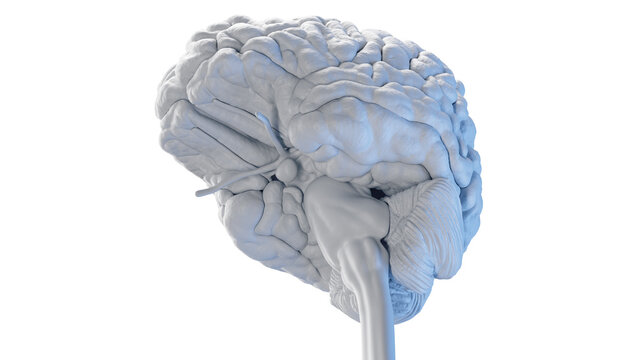 รูปภาพCerebric – เลือกดูภาพถ่ายสต็อก เวกเตอร์ และวิดีโอ1,595 | Adobe Stock