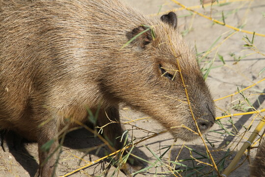 Chiguiro Bilder – Durchsuchen 13,116 Archivfotos, Vektorgrafiken und ...