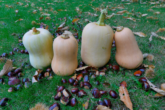 Imágenes de Butternuts: descubre bancos de fotos, ilustraciones ...