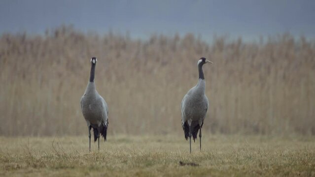 "Bird Family" Images – Browse 5,014 Stock Photos, Vectors, and Video ...