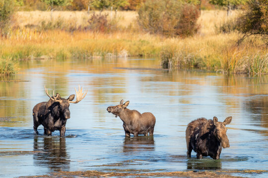 Moose Family Images – Browse 3,072 Stock Photos, Vectors, and Video ...