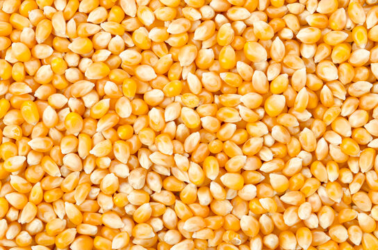 Getreideart Bilder – Durchsuchen 42,195 Archivfotos, Vektorgrafiken und ...