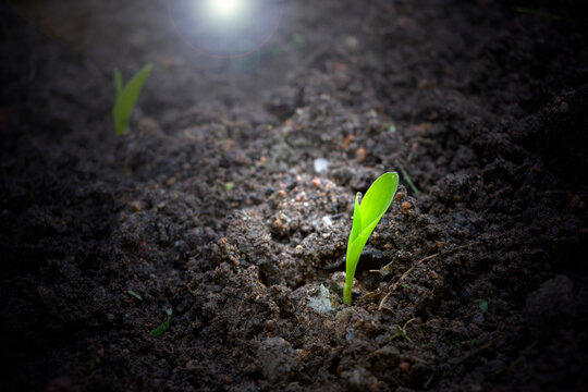 Imagens de Brotar – Explore Fotografias do Stock, Vetores e Vídeos de ...