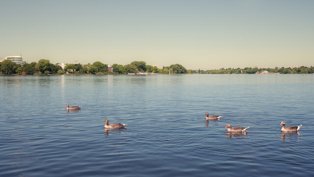 "Alster Lake" Images – Browse 271 Stock Photos, Vectors, and Video ...