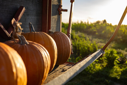 "Bio Bilder – Durchsuchen 1,760,666 Archivfotos, Vektorgrafiken und ...