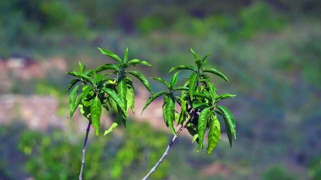 รูปภาพVasaka – เลือกดูภาพถ่ายสต็อก เวกเตอร์ และวิดีโอ128 | Adobe Stock