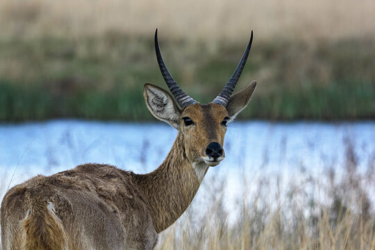Waterbok Bilder – Durchsuchen 12,024 Archivfotos, Vektorgrafiken und ...