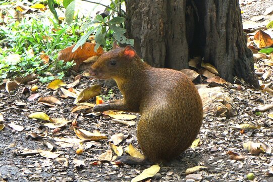 Sereque Bilder – Durchsuchen 1,524 Archivfotos, Vektorgrafiken und ...
