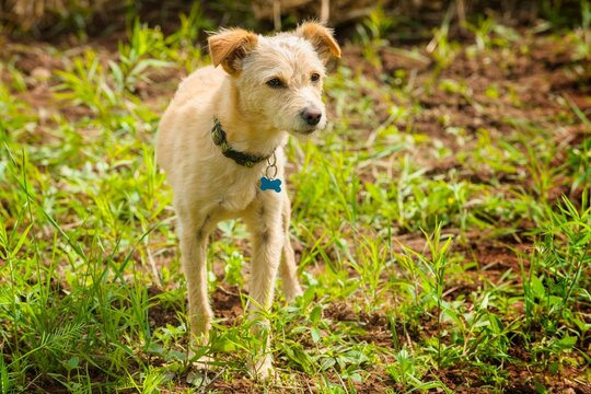 Askal Bilder – Durchsuchen 923 Archivfotos, Vektorgrafiken und Videos ...