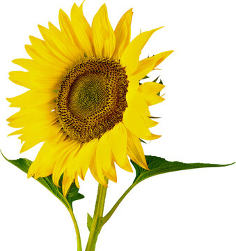 Pseudanthium Images – Browse 655,910 Stock Photos, Vectors, and Video ...