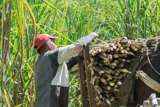 Sugar Cane Processing bilder – Bläddra bland 2,552 stockfoton, vektorer ...