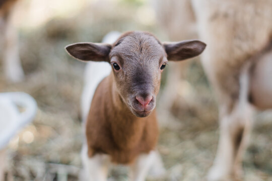 "Lamb Images – Parcourir 1,028,528 le catalogue de photos, vecteurs et ...
