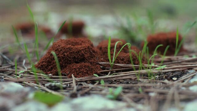 "Ant Hills" Images – Browse 28,389 Stock Photos, Vectors, and Video ...