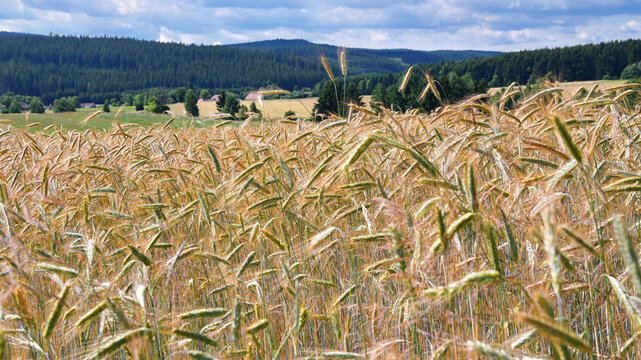 「Gerstenfeld」の画像 - 3,642 件の Stock 写真、ベクターおよびビデオ | Adobe Stock