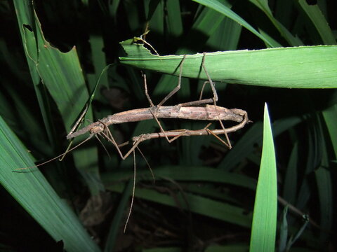 Phasmids Images – Parcourir 1,296 le catalogue de photos, vecteurs et ...