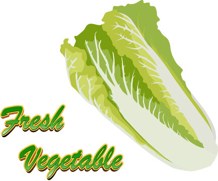 Chicory Icon Bilder – Durchsuchen 519 Archivfotos, Vektorgrafiken und ...